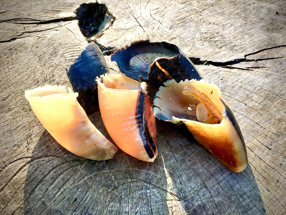 Natural Treats and Complete Feeds for Dogs – FID Natural Treats