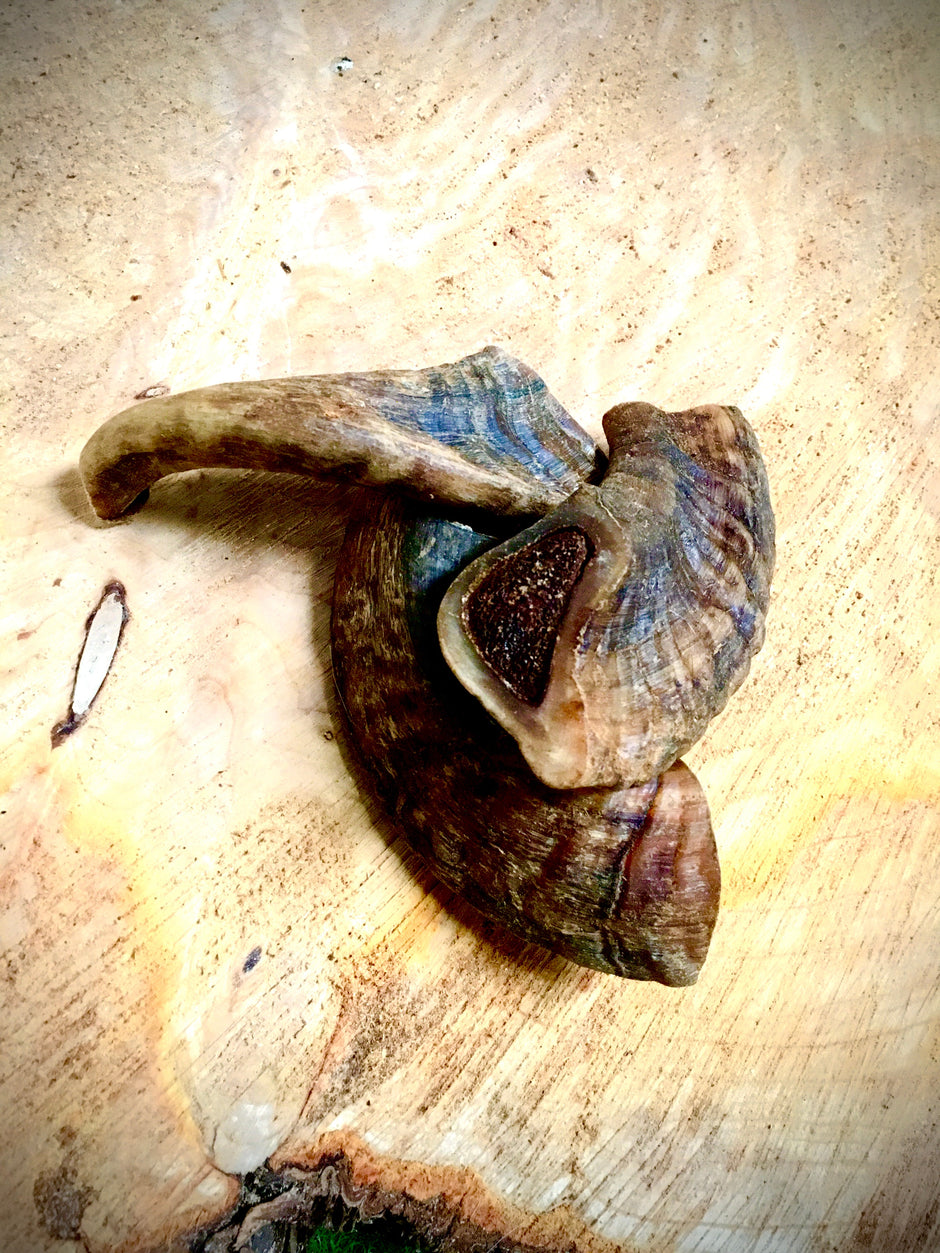 Natural Treats, Supplements and Accessories for Dogs – FID Natural Treats